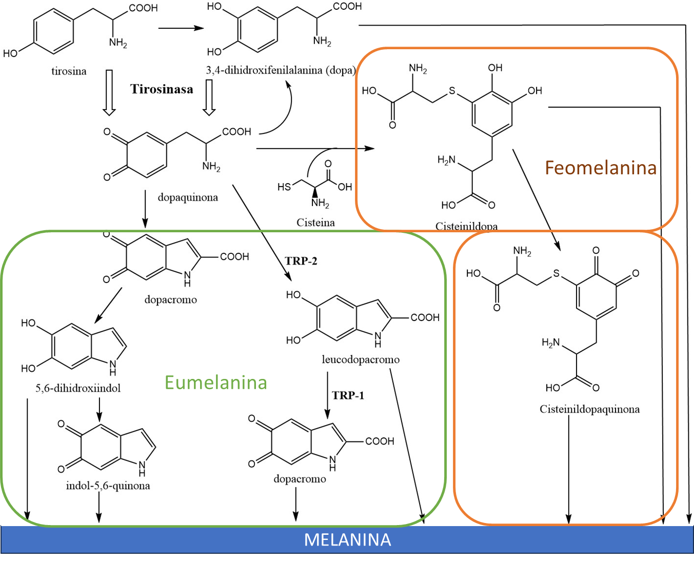 Melanina quimica y relevancia cosmética